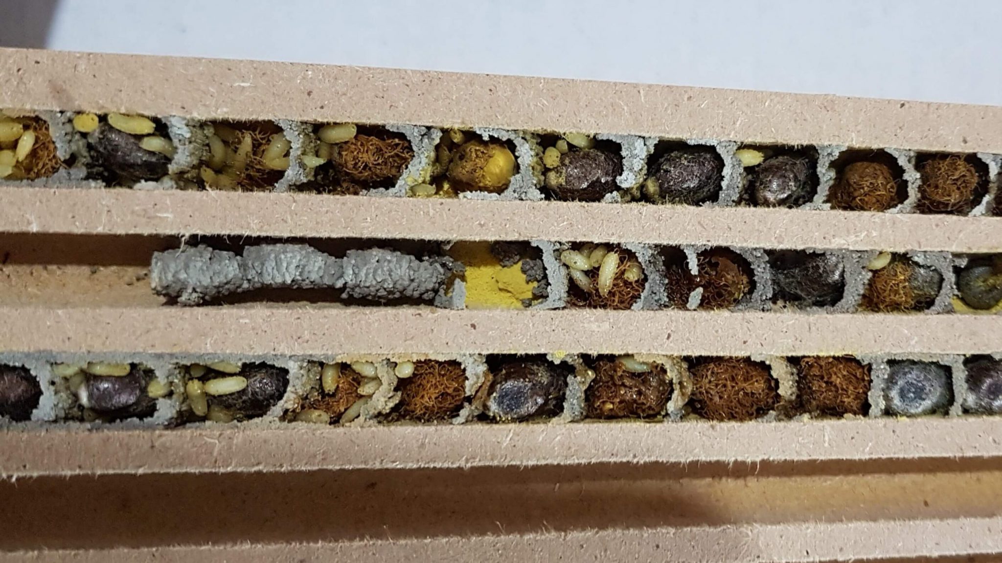 Mauerbiene Nest Entfernen