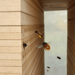 🐝 Steckbrief Rostrote Mauerbiene|Osmia bicornis|Mauerbienen