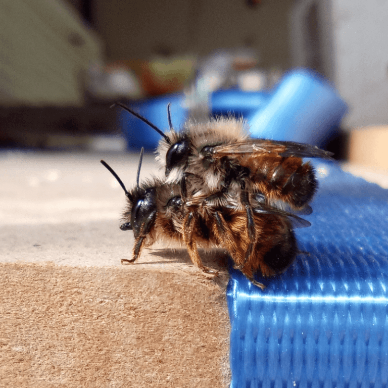 Mauerbienen kaufen? Meine 5 Tipps beachten!